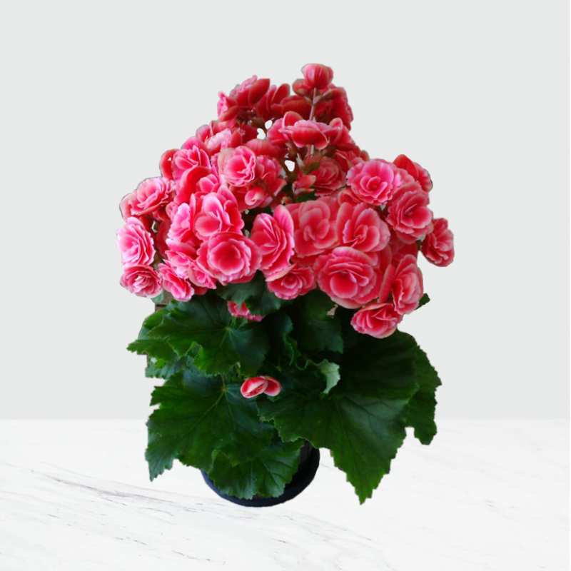 BEGONIA ROSE P 145