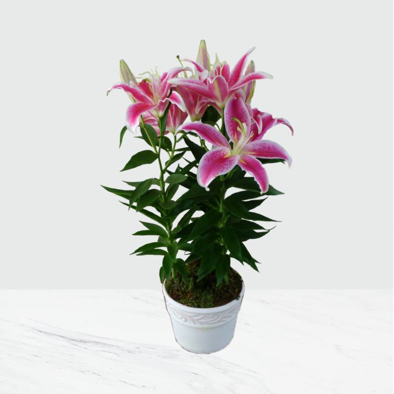 LIRIO ROSA PLANTADO FP 101